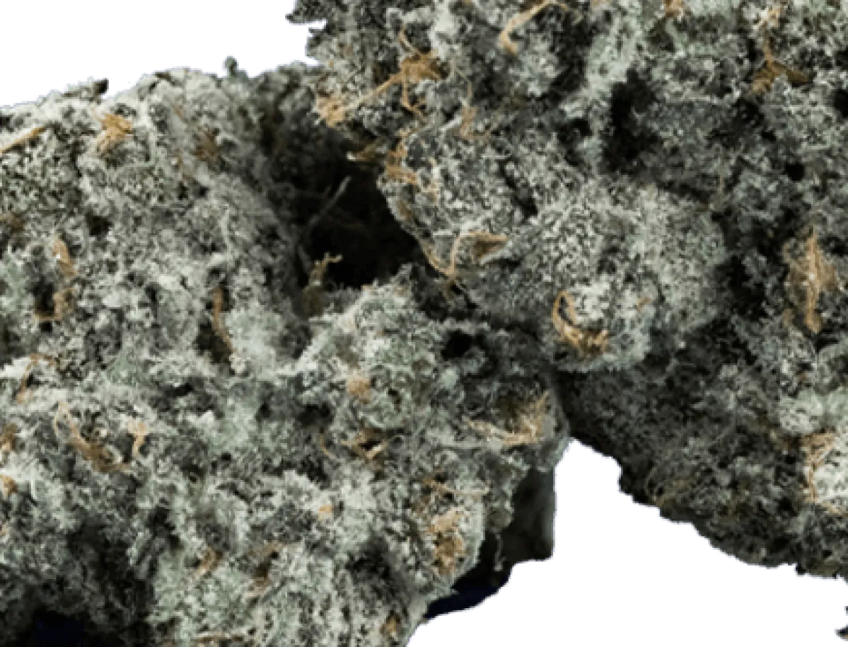 Cannabis Kief Explained - High Vibes - High Profile Cannabis